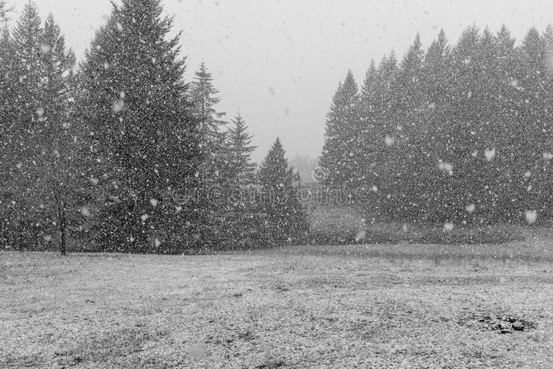 Snow Falling on a Large Garden Stock Photo - Image of scenic, orgeon ...