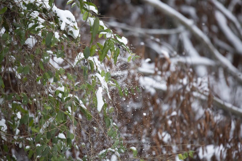 Snow Falling off Bush stock photo. Image of bush, biology - 231413758