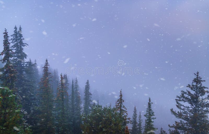 Snow Falling Over Pine Trees Stock Photo - Image of environment, snow ...