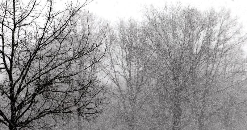 Snow Falling in Slow Motion on Bald Trees in a Forest Under an Overcast ...