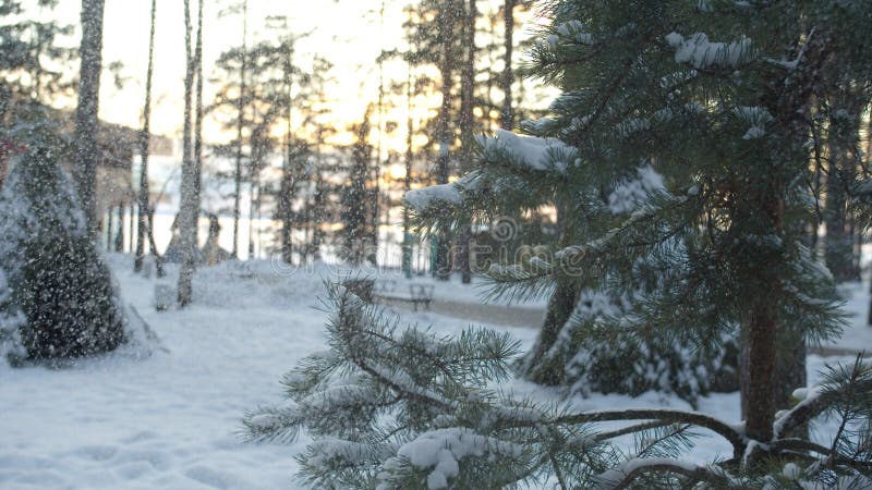 Snow Gracefully Falls from a Branch of Spruce Stock Image - Image of ...