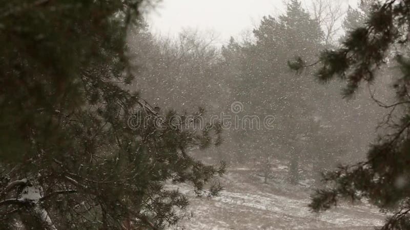 Snow Falling in Slow Motion, Flakes Swirling and Drifting Against a ...