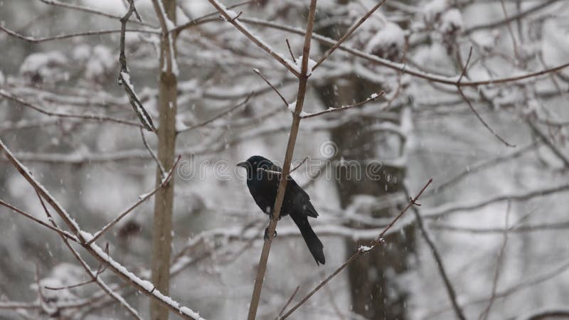 Snow Falling Slowly on Bird in Tree Stock Video - Video of motion ...