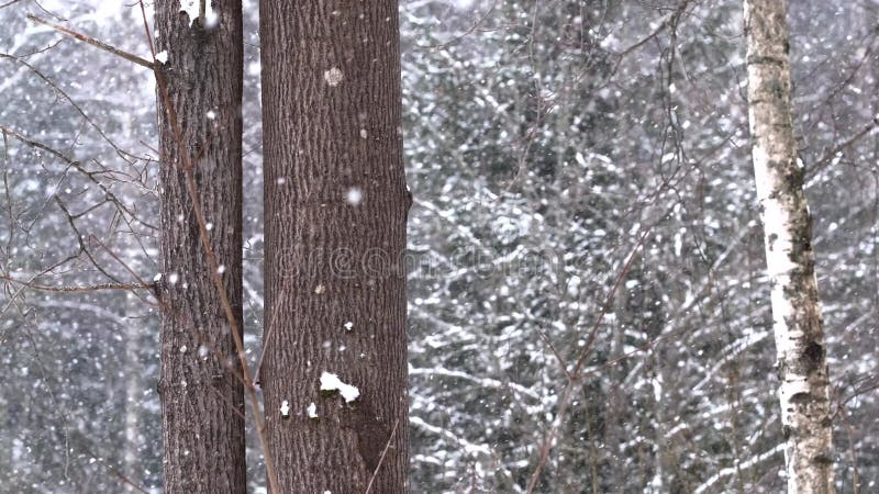Snow Falling on Frozen Trees on the Top of the Mountain Deeply Covered ...