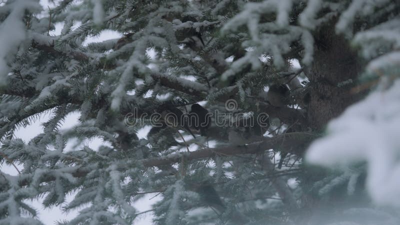 Snow Falling while Sparrows Sitting on a Pine Tree Branch. Stock Footage - Video of snowy ...