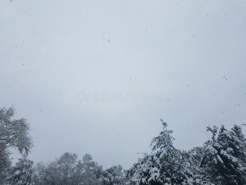 Snow Falling but Still in the Sky Stock Photo - Image of tree, tops ...