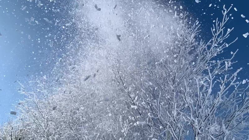 Snow falling from tree stock video. Video of beautiful - 212591195