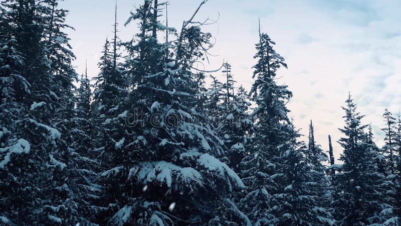 Snow Falling Trees Aerial stock video. Video of cold - 69554463