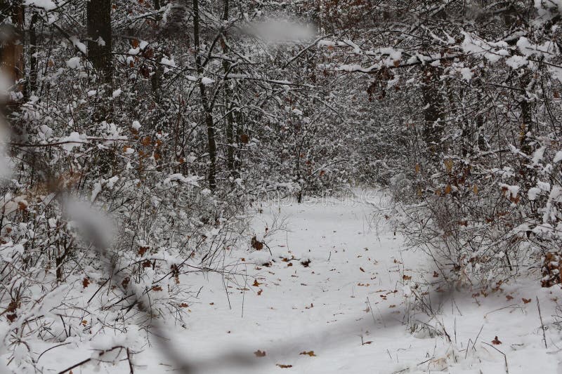 Snow Falling on Trees and Covering Path in Forest Stock Photo - Image ...