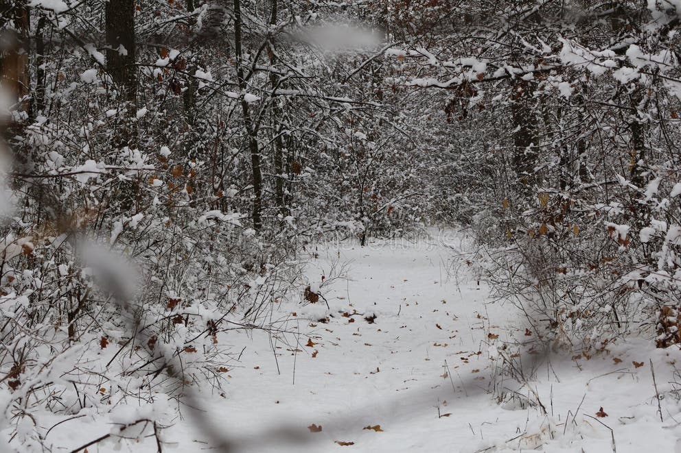 Snow Falling on Trees and Covering Path in Forest Stock Photo - Image ...