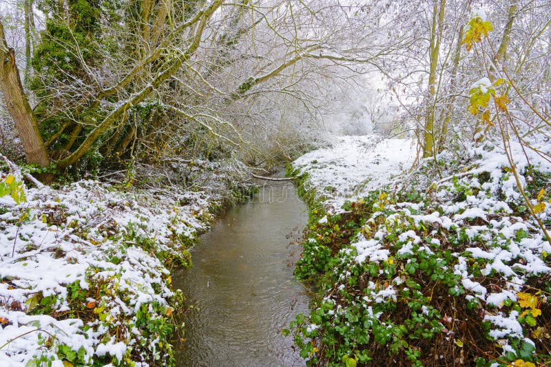 Snow Falling from Trees Drops in To a Shallow Woodland Stream Stock ...