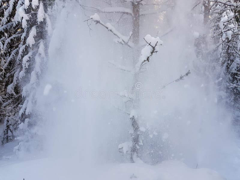 Snow are Falling of the Trees in the Forest Stock Image - Image of ...