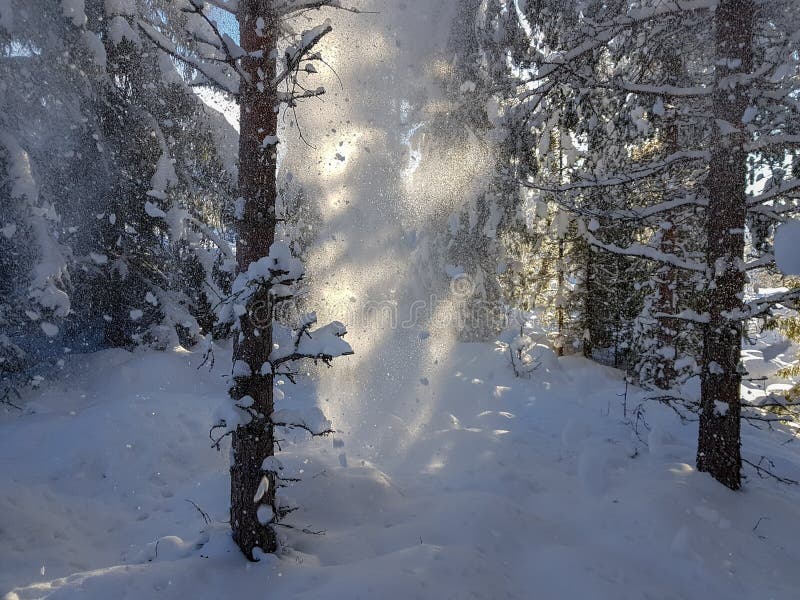Snow are Falling of the Trees in the Forest Stock Image - Image of ...
