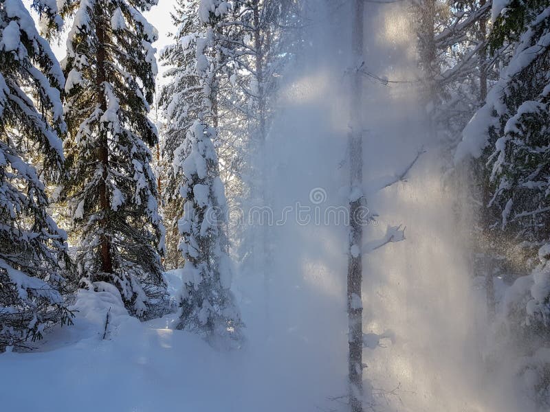 Snow are Falling of the Trees in the Forest Stock Image - Image of ...