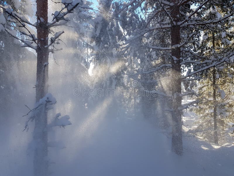 Snow are Falling of the Trees in the Forest Stock Image - Image of snow ...