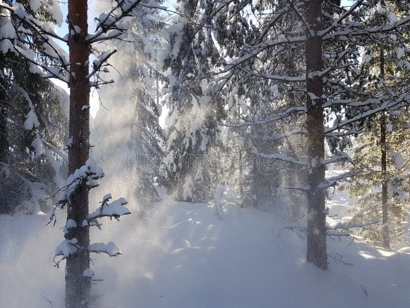Snow are Falling of the Trees in the Forest Stock Image - Image of ...