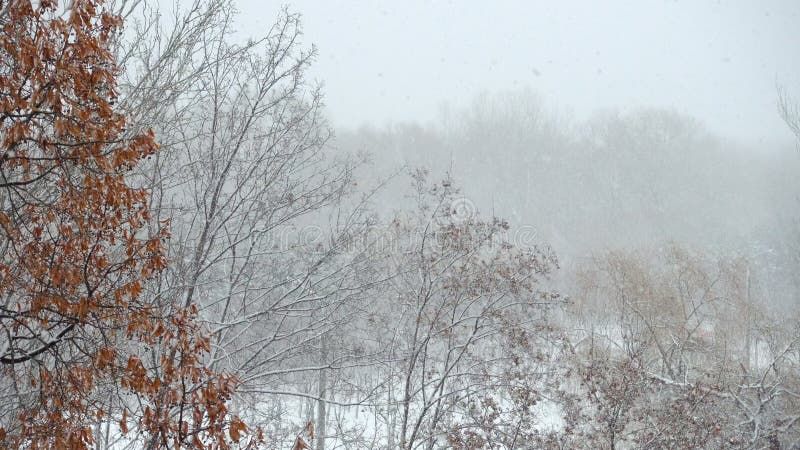 Snow falling on a trees stock video. Video of closeup - 133970563