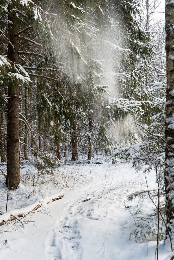 Snow Falling from Trees in Winter Forest Stock Photo - Image of cold ...