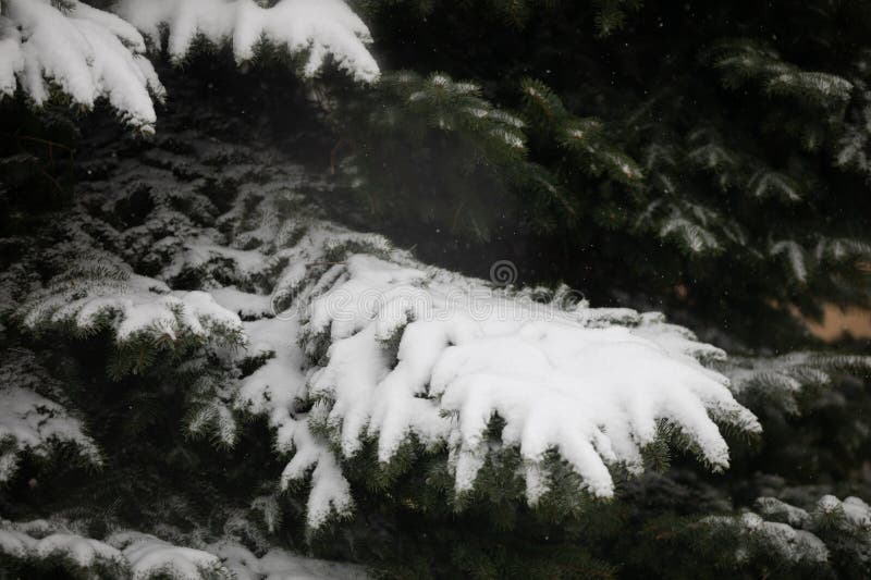 Large Close-up on the Evergreen Branches of a Coniferous Tree in Winter ...