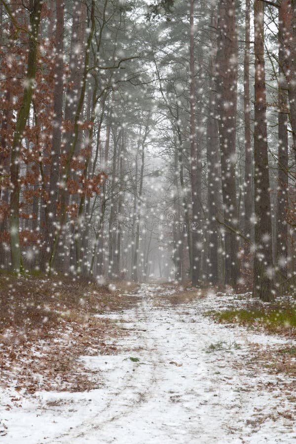 Falling Snow in a Winter Forest Stock Photo - Image of holiday, journey ...