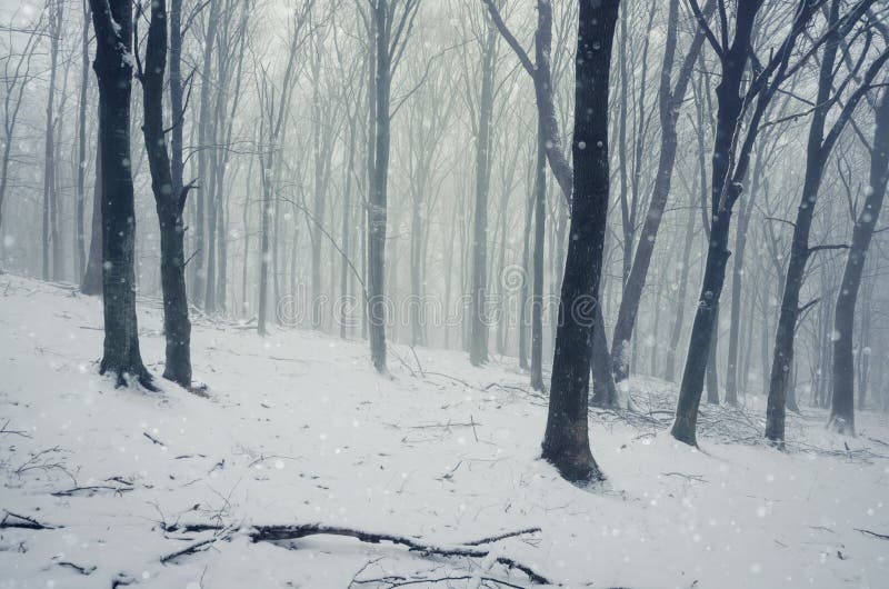 Snow Falling in Winter in Forest Stock Photo - Image of mist ...