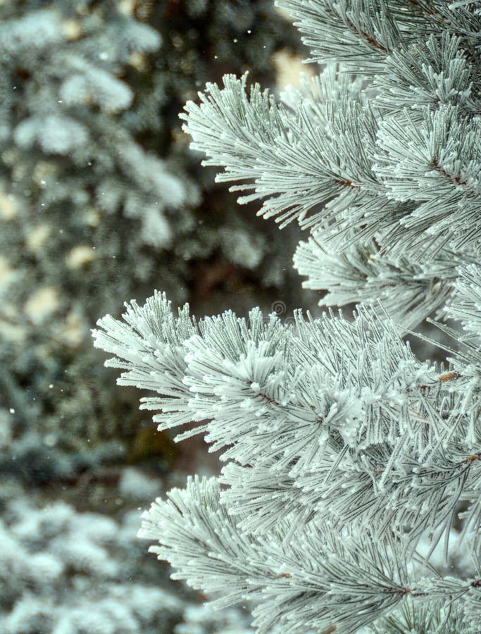Snow Falling on the Winter Pine Trees Stock Photo - Image of mood ...