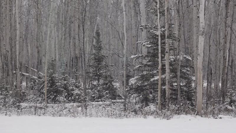 Snow Falling in Yard with Trees in Alaska. Stock Video - Video of delta ...