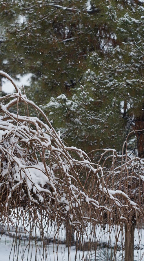 Snow Falls on the Date Palms in the Garden Stock Image - Image of ...