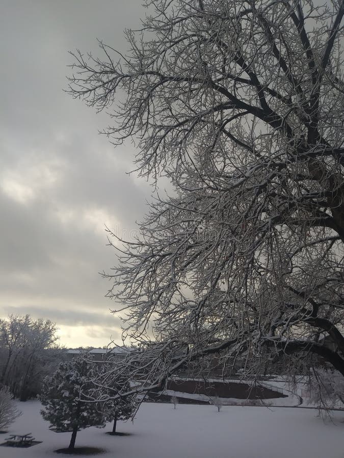 When snow falls stock photo. Image of falls, cloudy - 119467098