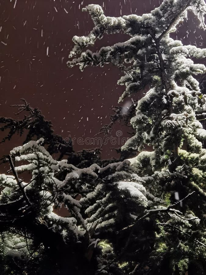 Snow falls on tree stock image. Image of branch, flower - 258104549