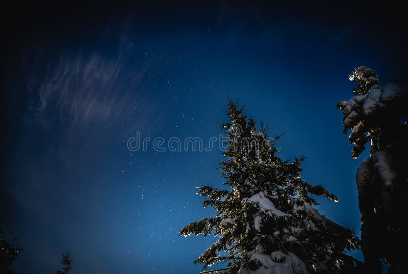 The Snow Falls from the Tree. Snow Like Stars Stock Photo - Image of ...