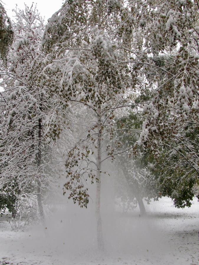 Falls, the Tree is Reflected in Falls with Stones Stock Image - Image ...