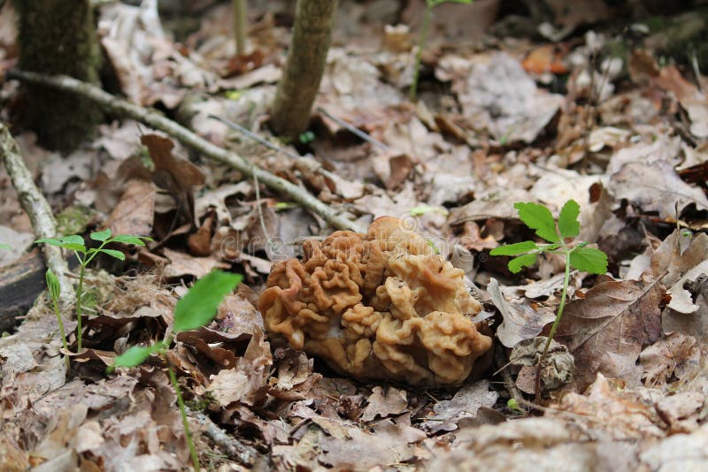 Snow False Morel Gyromitra Gigas Mushroom in Forest Stock Image - Image ...