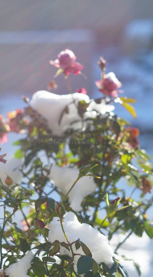 Snow Fell on the Blooming Roses Stock Image - Image of plant, white ...