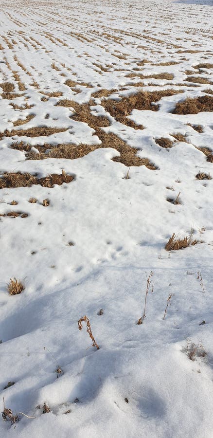This is the Snow that Fell Last Night , the Rice Fields Here are almost ...