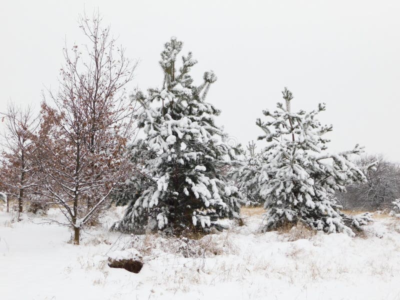 Snow-covered Young Pine Trees on the Edge of the Forest Stock Image ...
