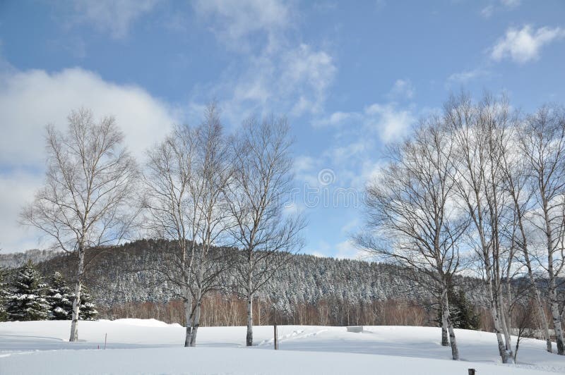 Snow field stock photo. Image of field, calm, group, beauty - 15190520