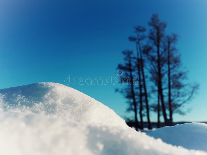 Snow on Field with Bare Trees Stock Photo - Image of ocean, morning ...