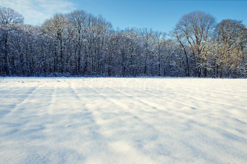 Snow field and forest stock photo. Image of landscape - 48474340