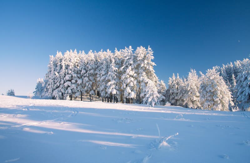 Snow Field and Forest Under Blue Sky with Crescent Stock Image - Image ...