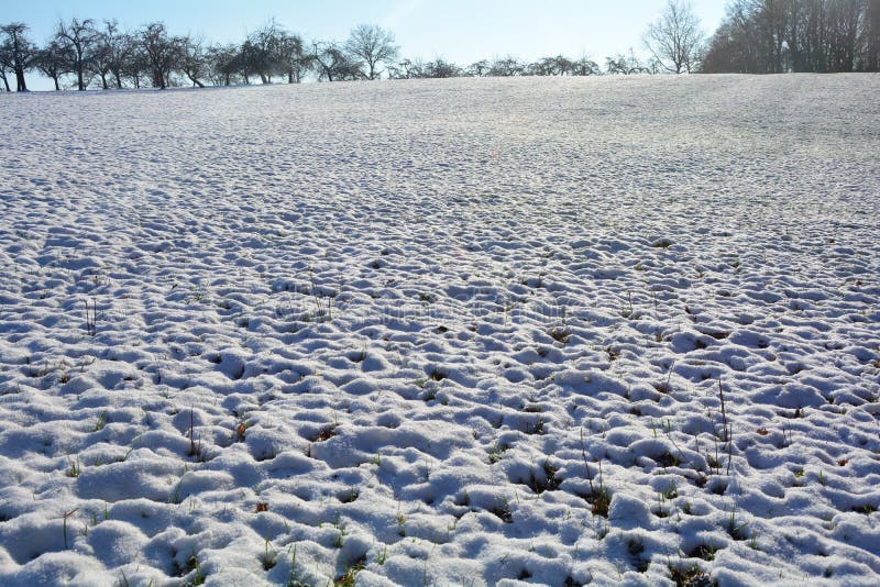 Snow Field with Many Trees on the Horizon Stock Image - Image of white ...