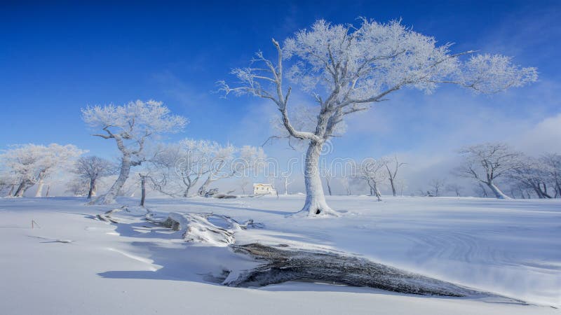 Snow tree stock photo. Image of waterfalls, field, stands - 143582914