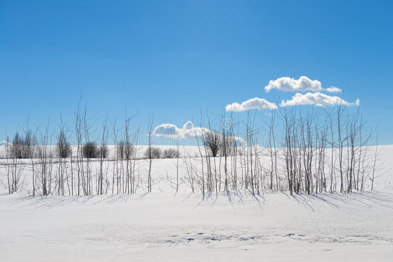 Snow Field with Trees and Blue Sky Stock Photo - Image of snow, clear ...