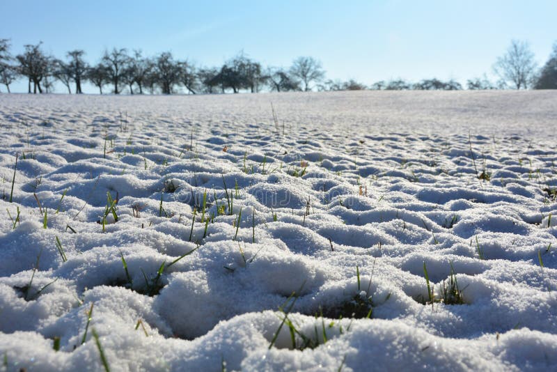 Snow Field with Trees and Blue Sky Stock Photo - Image of meadow, snowy ...