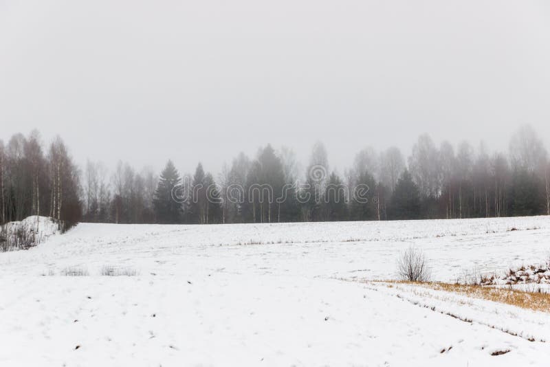 Snow on Field with Trees in Countryside Stock Image - Image of frozen ...