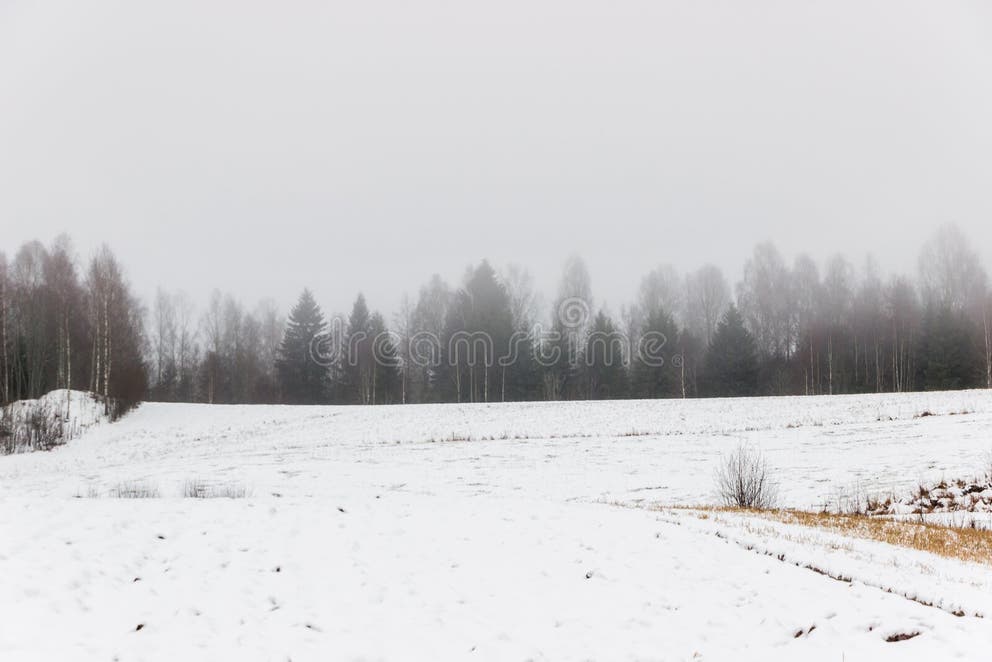Snow on Field with Trees in Countryside Stock Image - Image of frozen ...