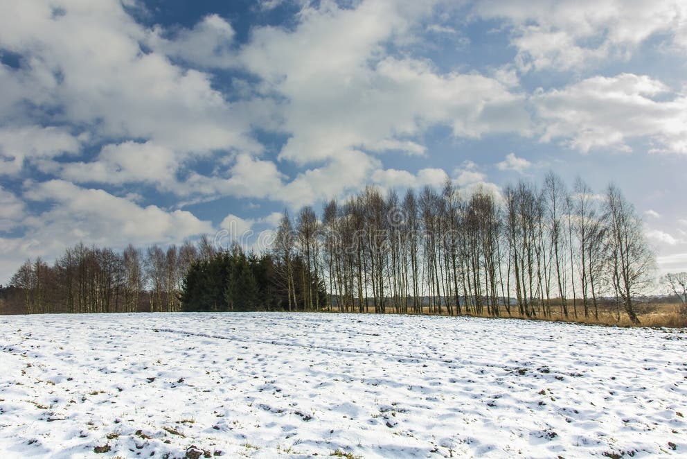 Snow on the Field, Trees in a Row, White Clouds on the Sky Stock Photo ...