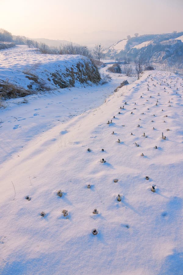 Snow field stock photo. Image of mountains, freezing - 269393870