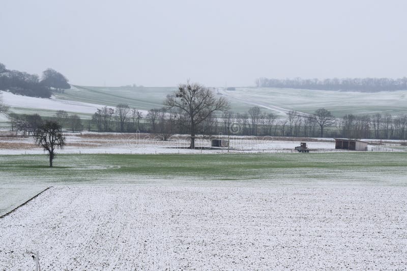 Snow on the Fields and Cattle Area Stock Photo - Image of wetland, area ...