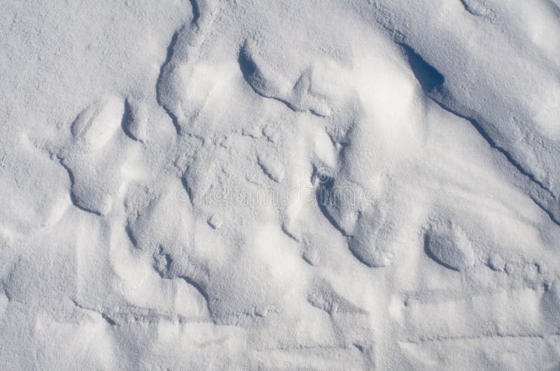 Snow Fields Covered with Intricate Patterns from the Wind, a Copy Space ...